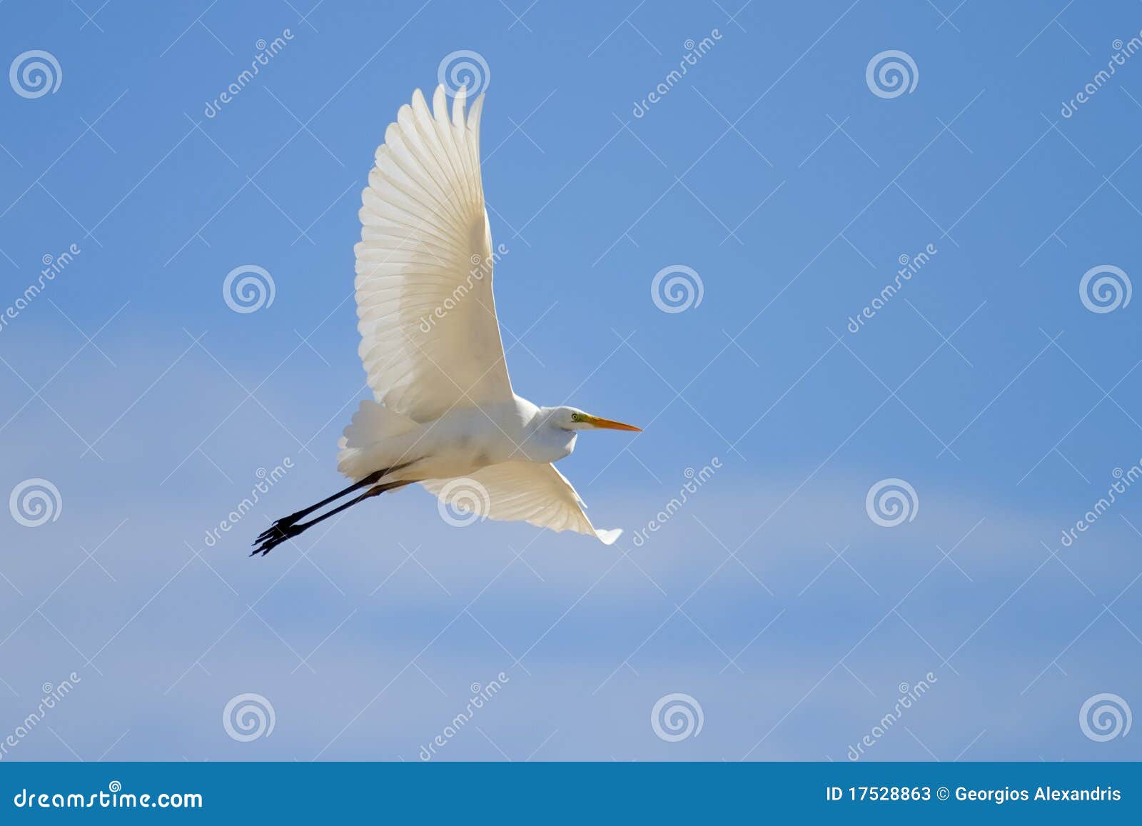 Great Egret Flying stock image. Image of feather, birds - 17528863
