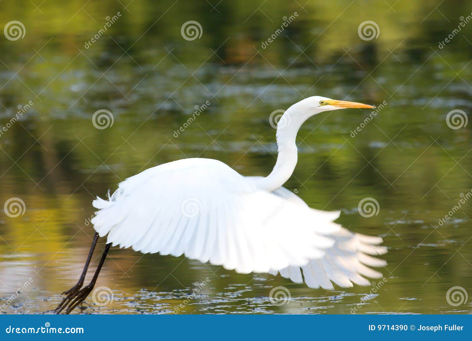 Great Egret Flying stock photo. Image of reflection, park - 9714390