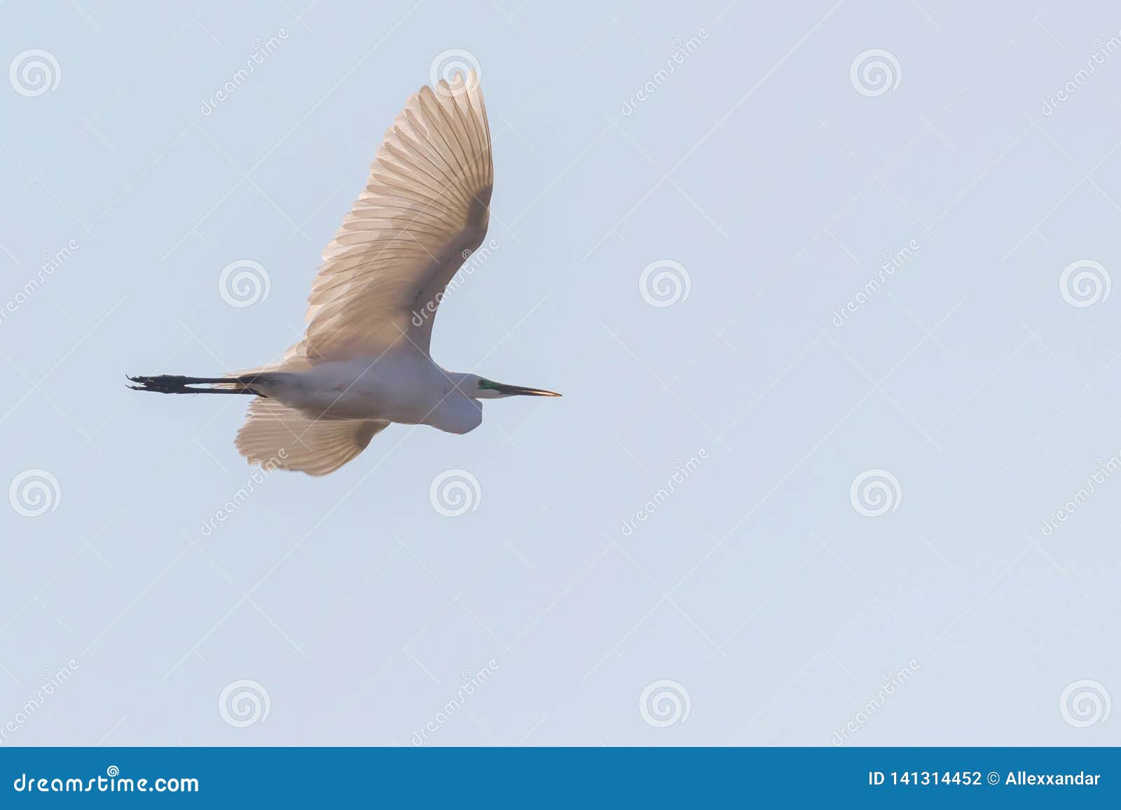Great Egret Flying Ardea Alba Clear Sky Stock Photo - Image of ...