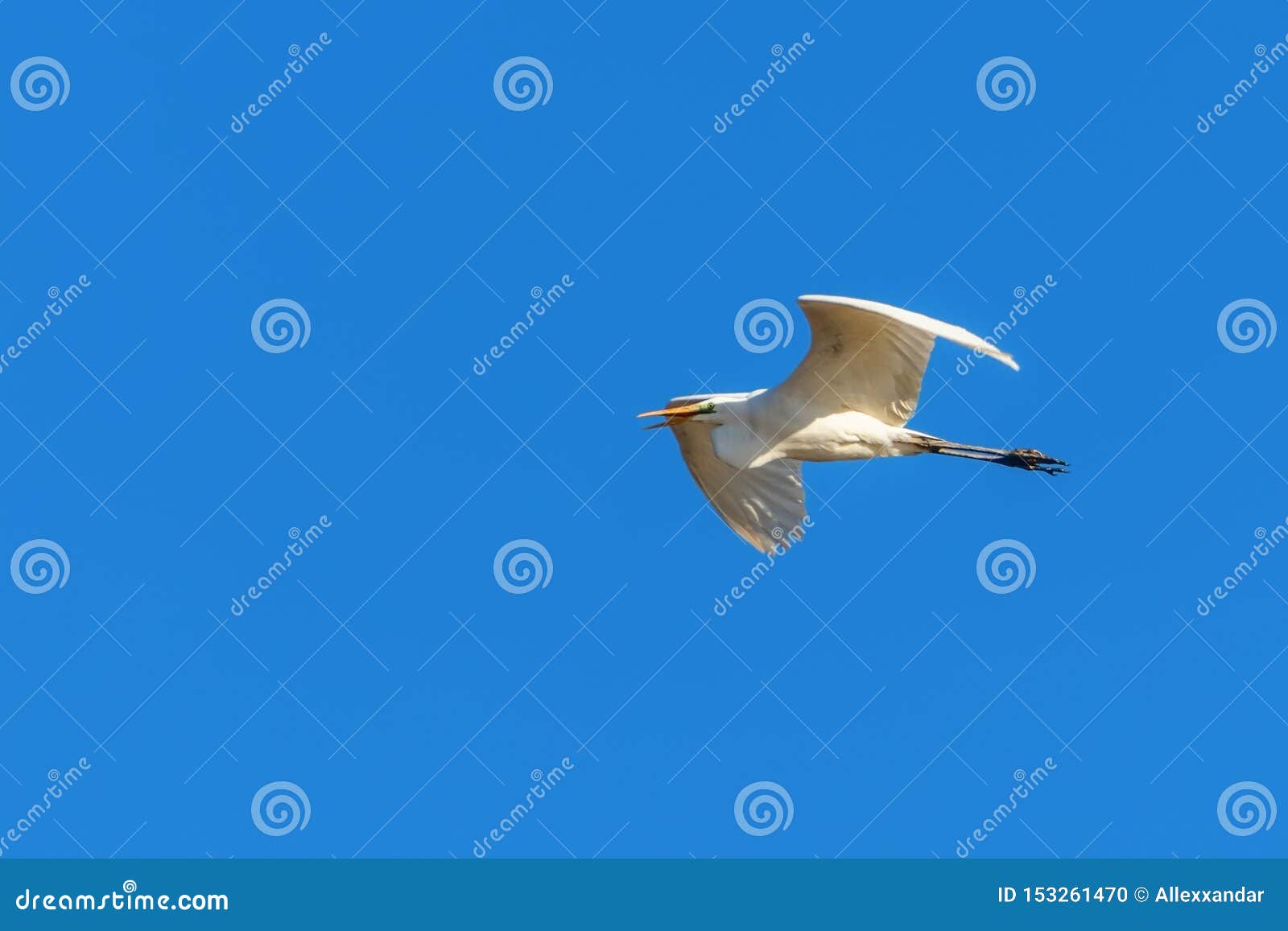 Great Egret Flying Ardea Alba Clear Sky Stock Photo - Image of flight ...