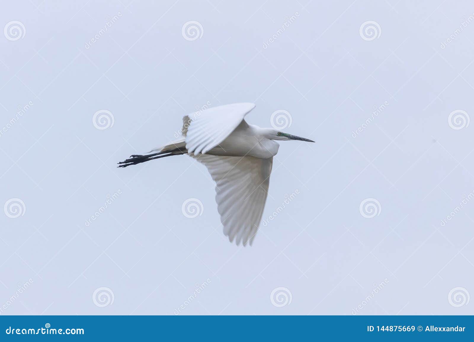 Great Egret Flying Ardea Alba Great White Egret Stock Image - Image of ...