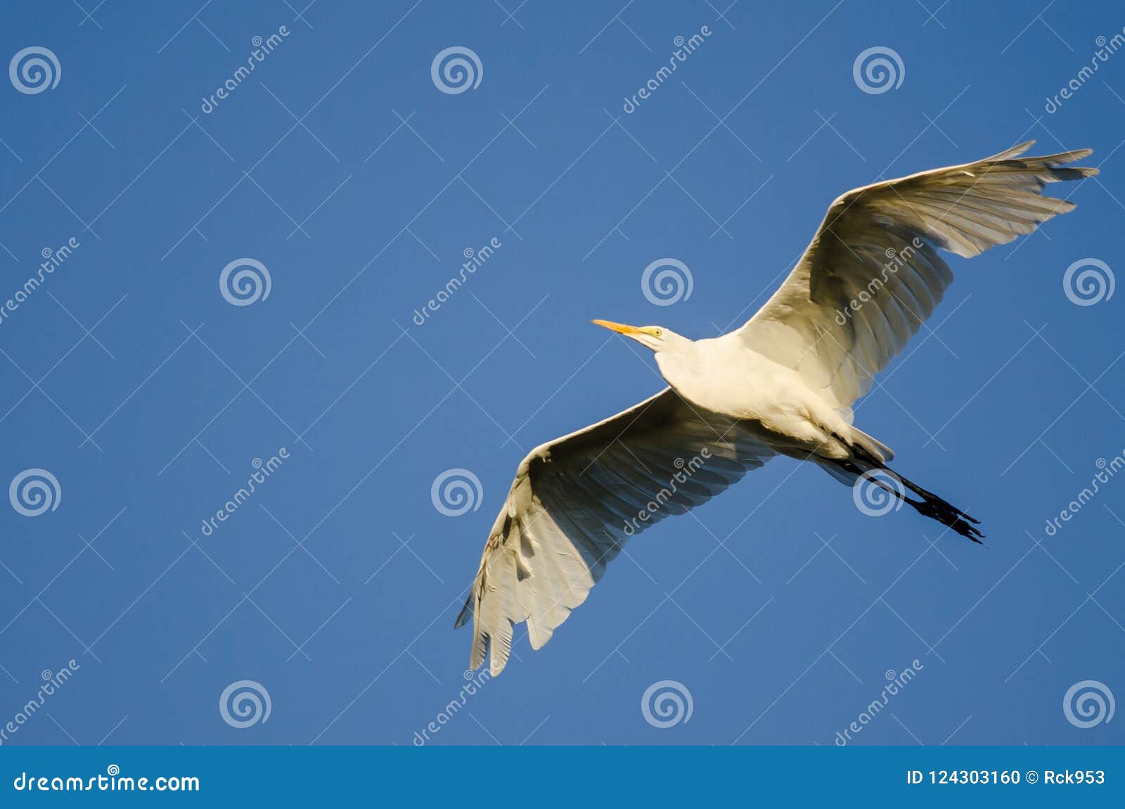 Great Egret Flying in Blue Sky Stock Photo - Image of bird, north ...