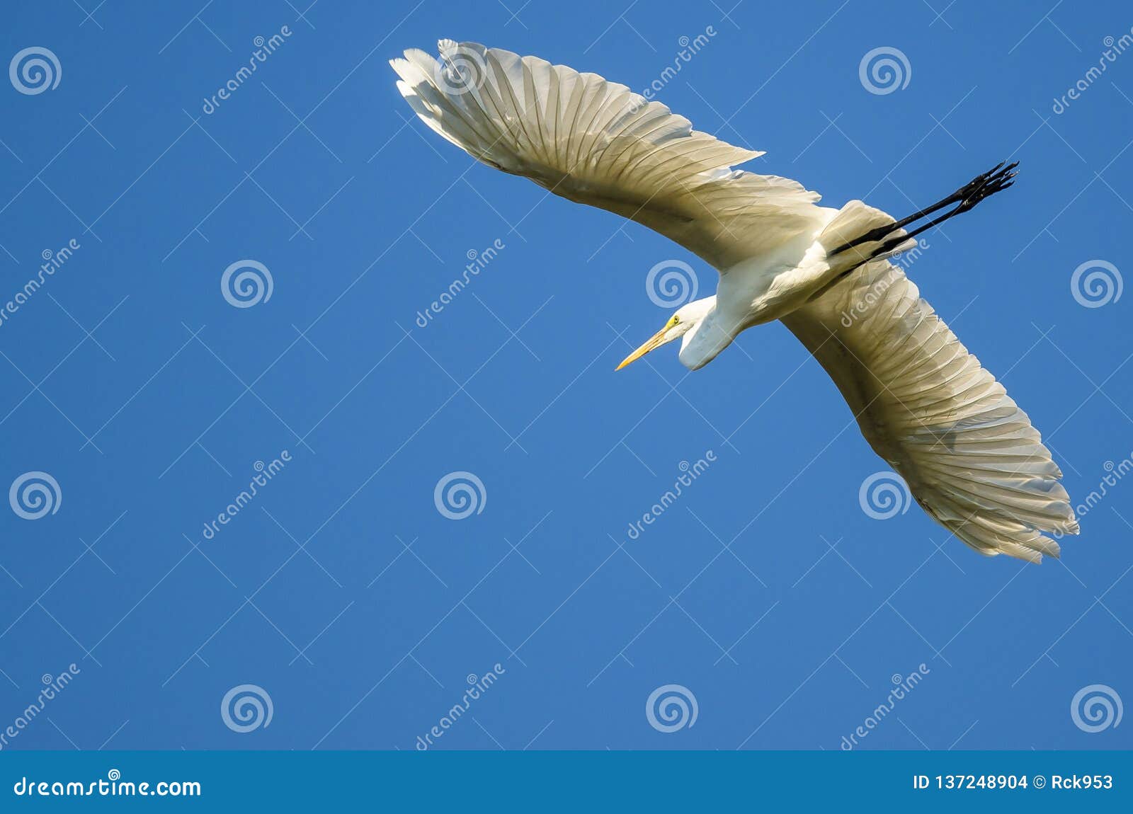 Great Egret Flying in a Blue Sky Stock Photo - Image of animal, eyes ...