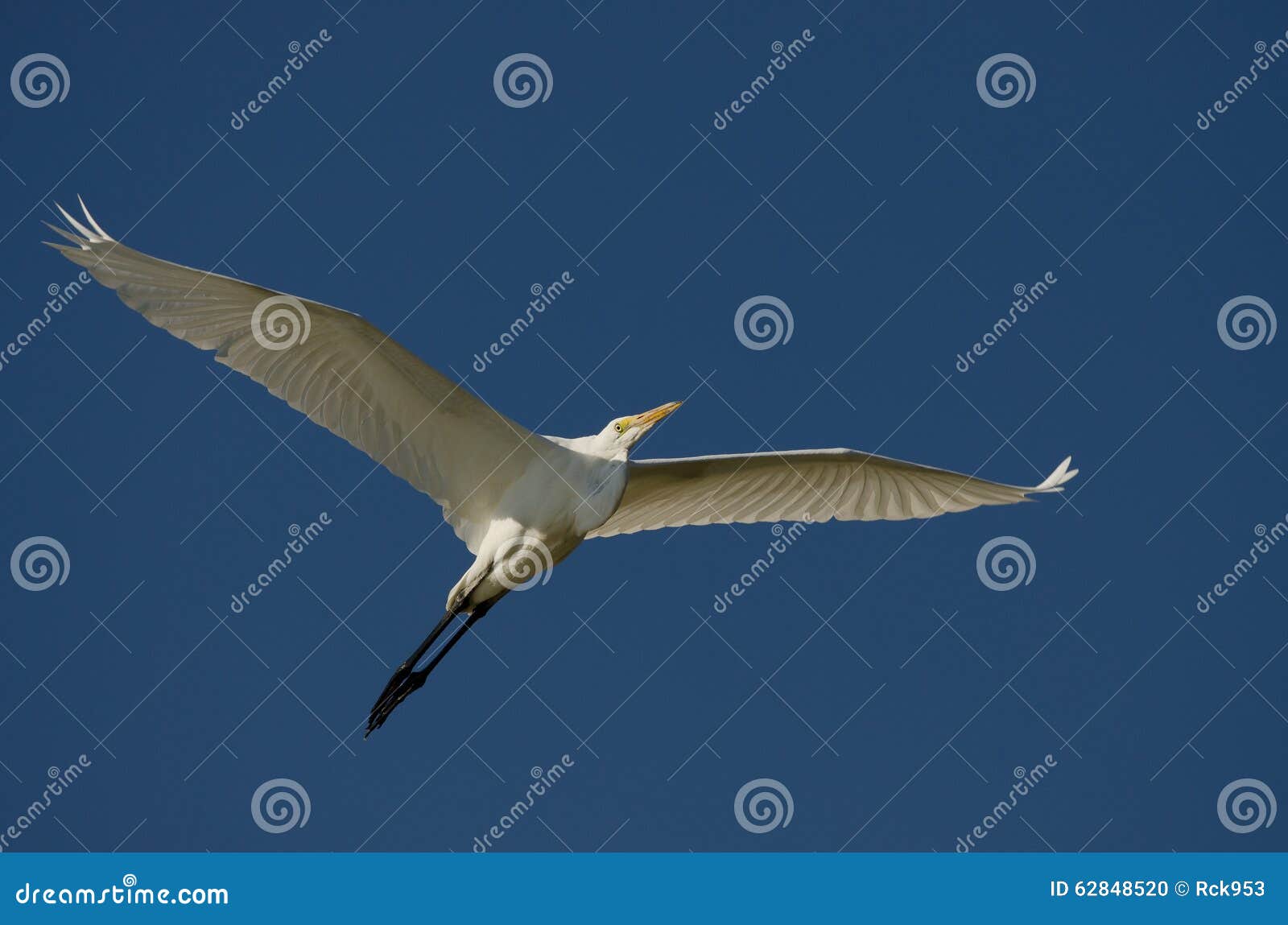 Great Egret Flying in a Blue Sky Stock Photo - Image of egret, heron ...