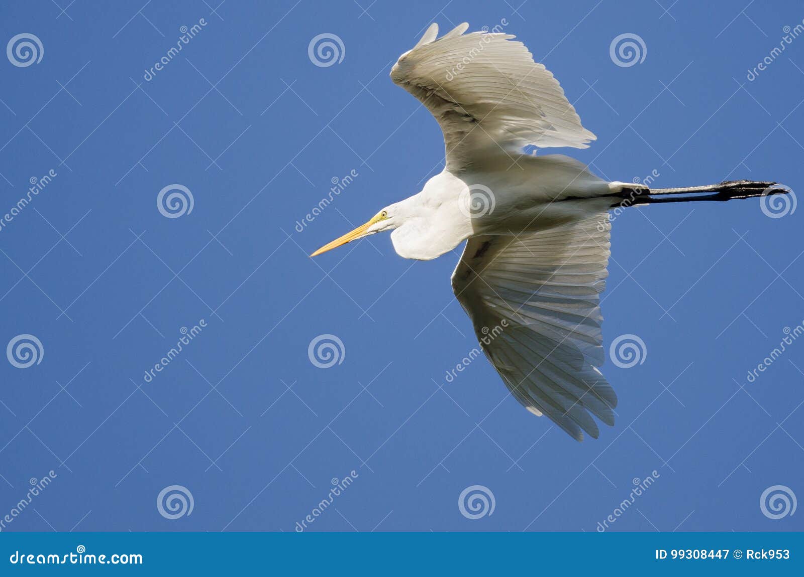 Great Egret Flying in a Blue Sky Stock Image - Image of blue, circling ...