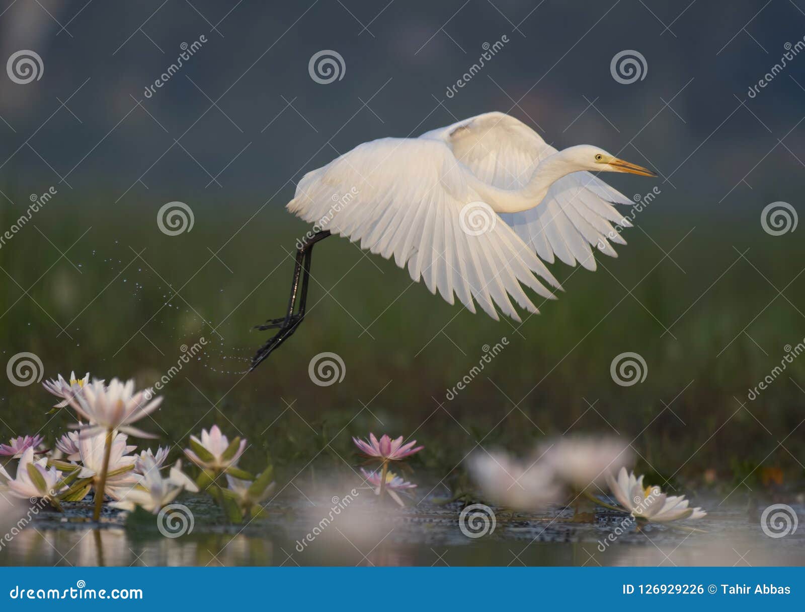 Great Egret Flying stock photo. Image of heron, bird - 126929226