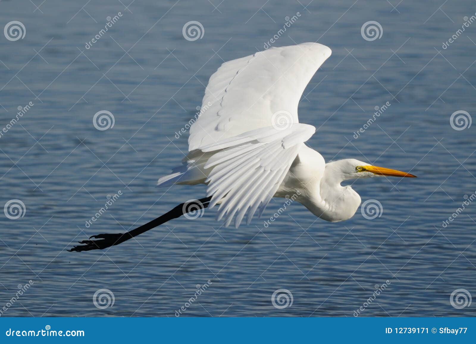 Great Egret Flying Over Clear Blue Water Stock Image - Image of ...