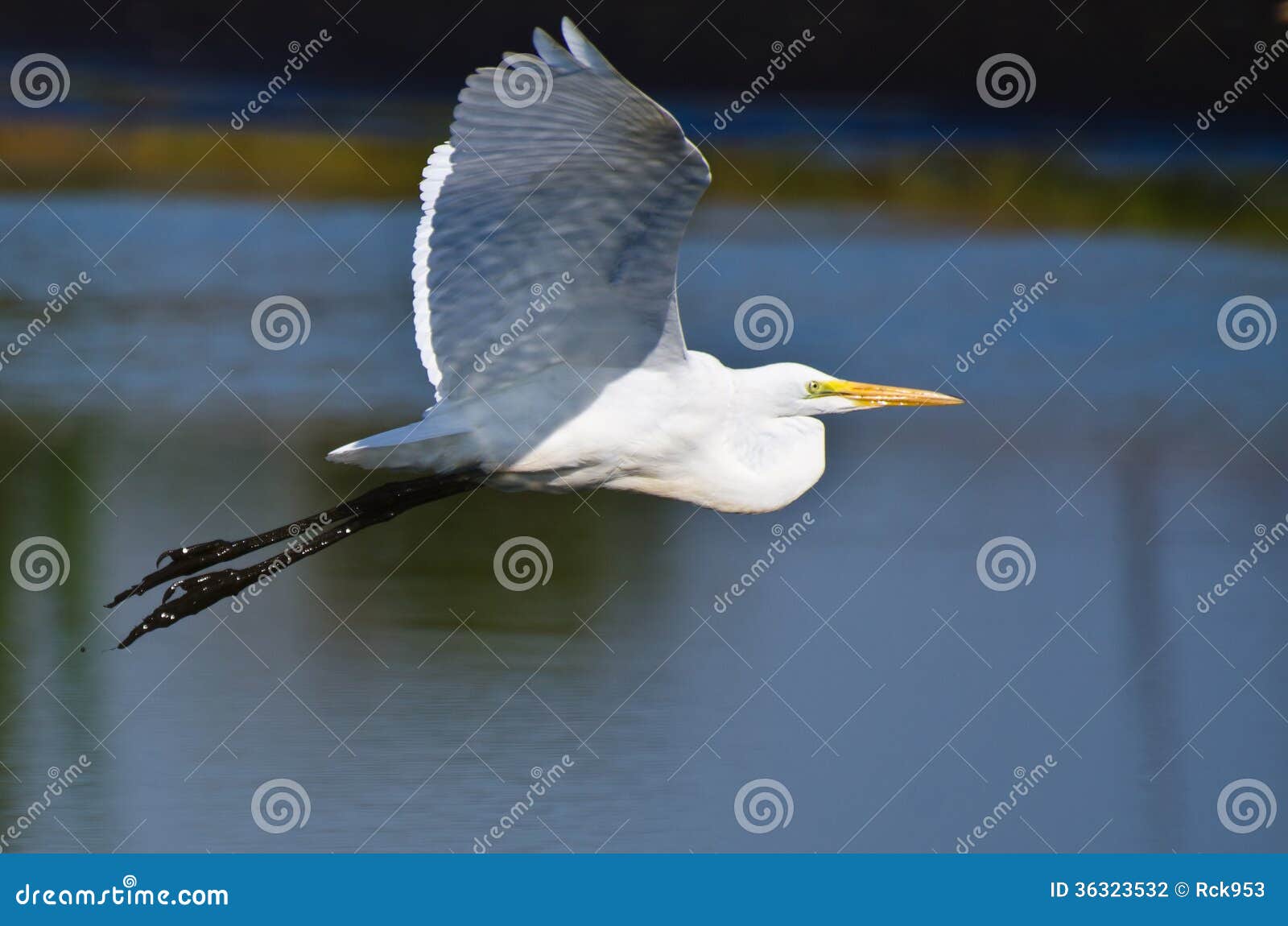 Great Egret Flying Over the Marsh Stock Photo - Image of flight, nature ...