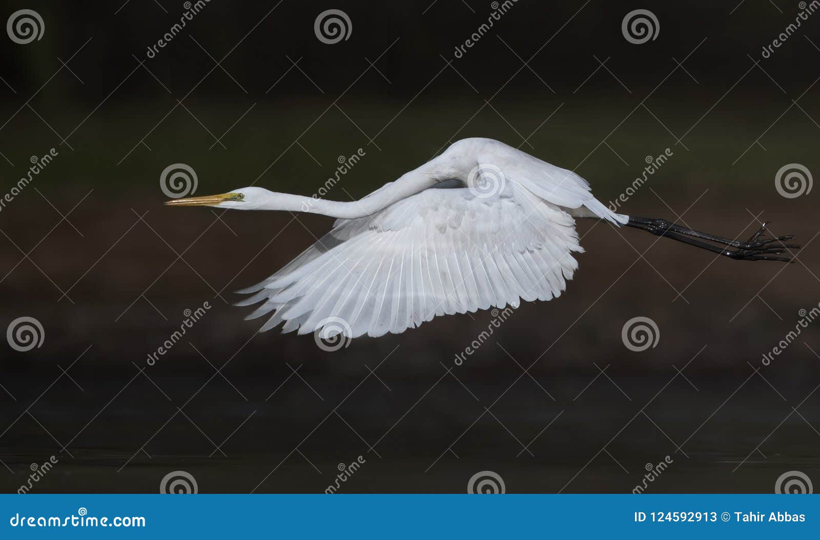 Great egret Flying stock image. Image of great, grass - 124592913