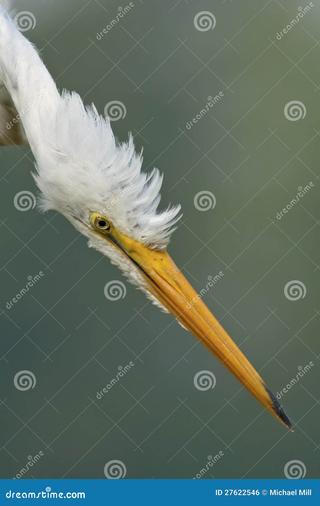 Great Egret Head stock photo. Image of hunter, concentrating - 27622546