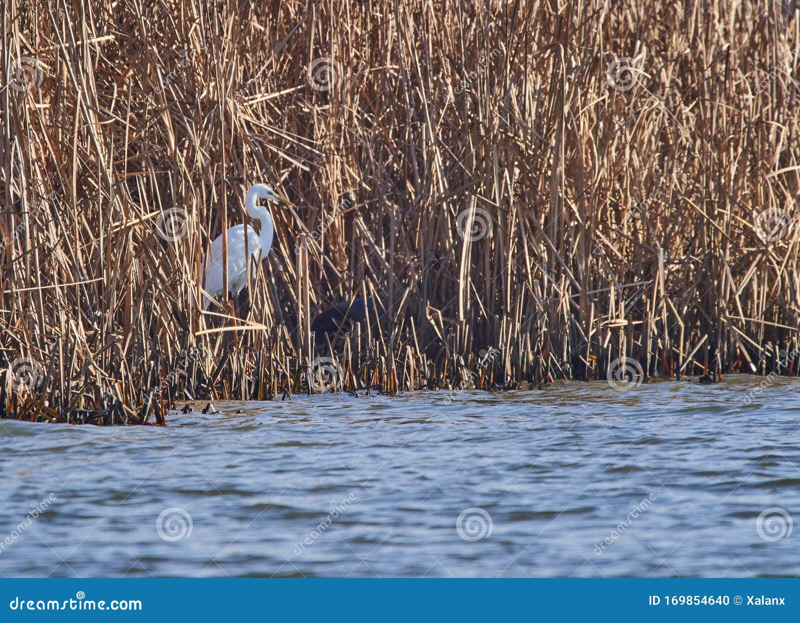 Great Egret Hiding in Reeds Stock Photo - Image of beautiful, natural ...