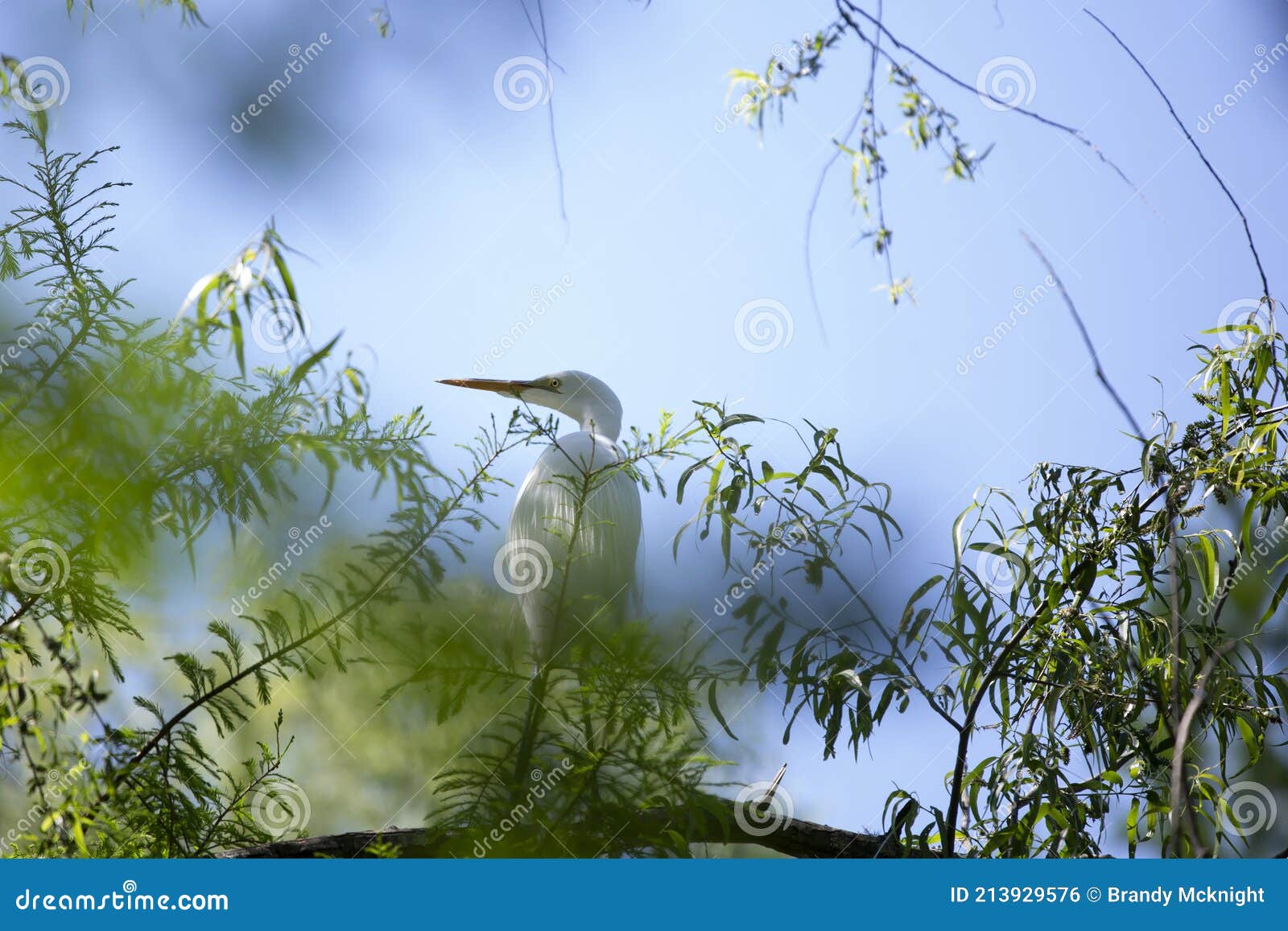 Great Egret on a High Perch Stock Photo - Image of ecology, egret ...