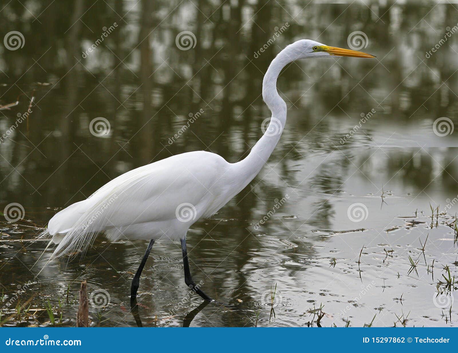 Great Egret Hunting stock photo. Image of egret, white - 15297862
