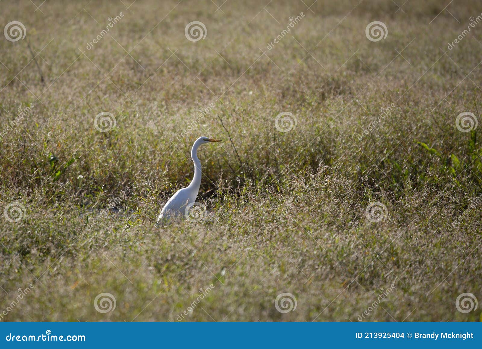 Great Egret Hunting stock photo. Image of fauna, conservation - 213925404