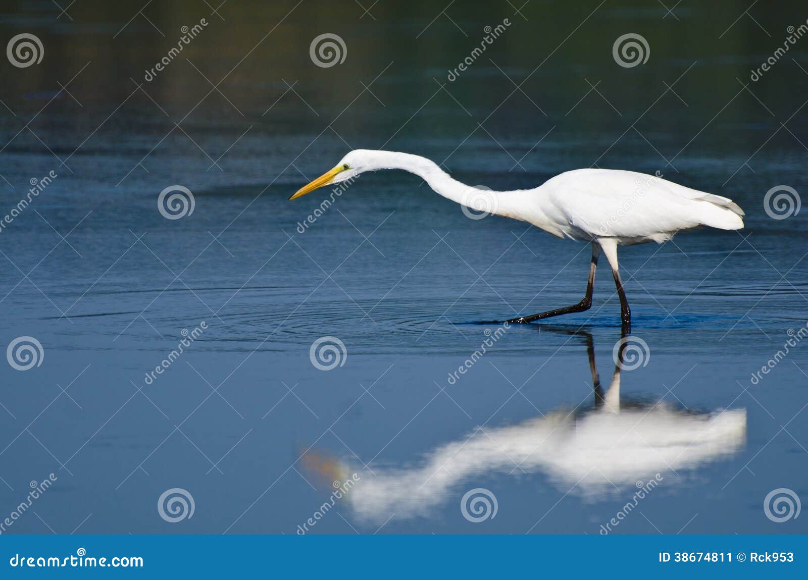Great Egret Hunting for Fish in Autumn Stock Image - Image of fall ...