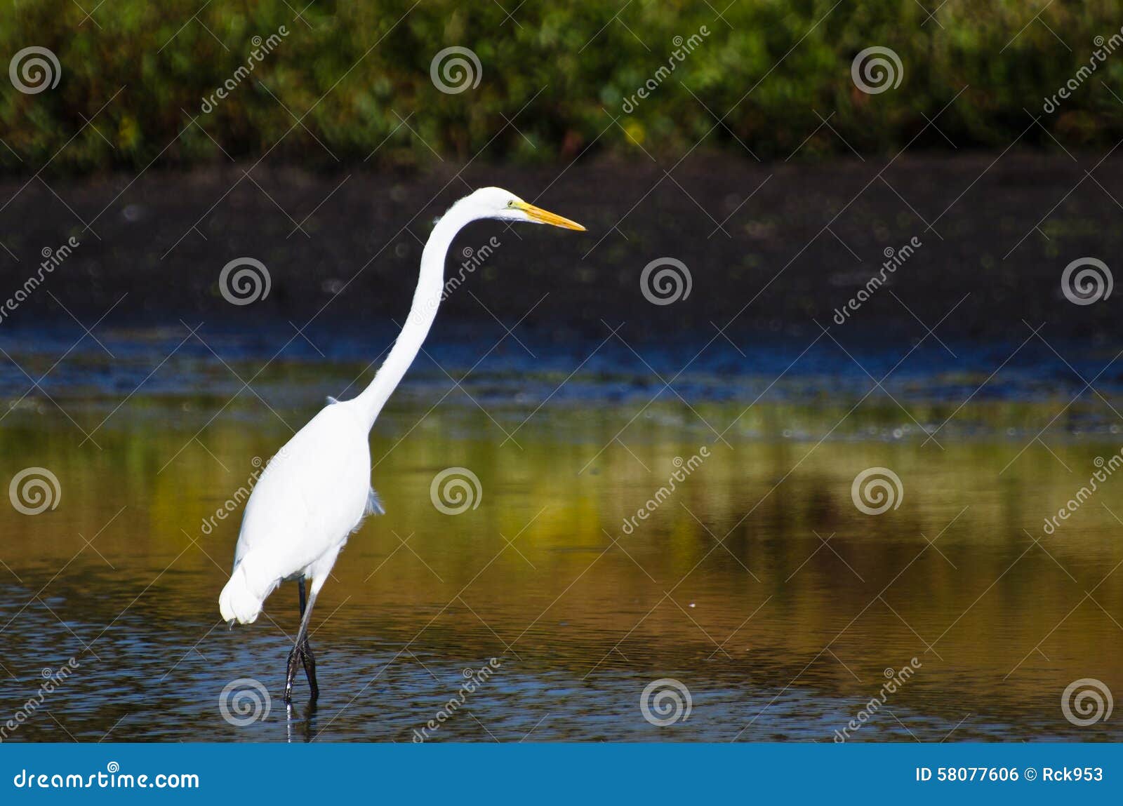 Great Egret Hunting for Fish in Autumn Stock Photo - Image of autumn ...
