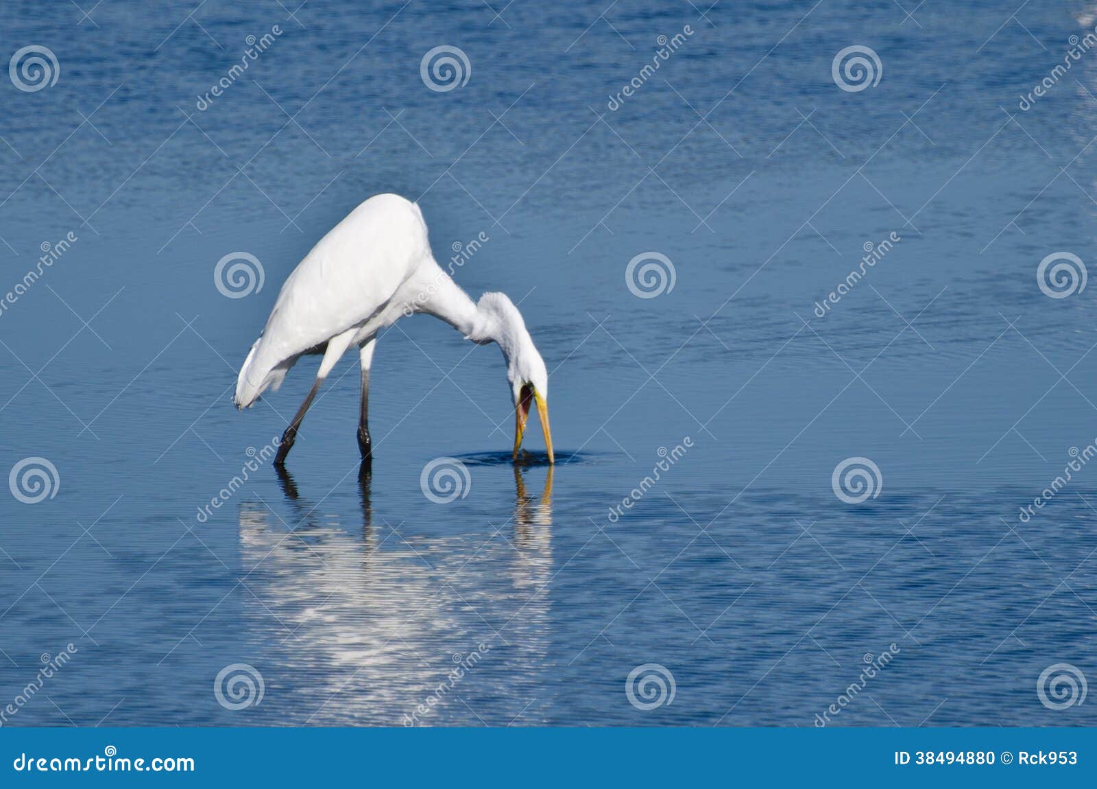Great Egret Hunting for Fish Stock Photo - Image of flight, wing: 38494880
