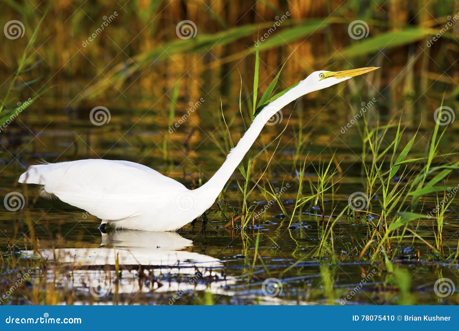 Great Egret stock photo. Image of ardea, beak, egret - 78075410