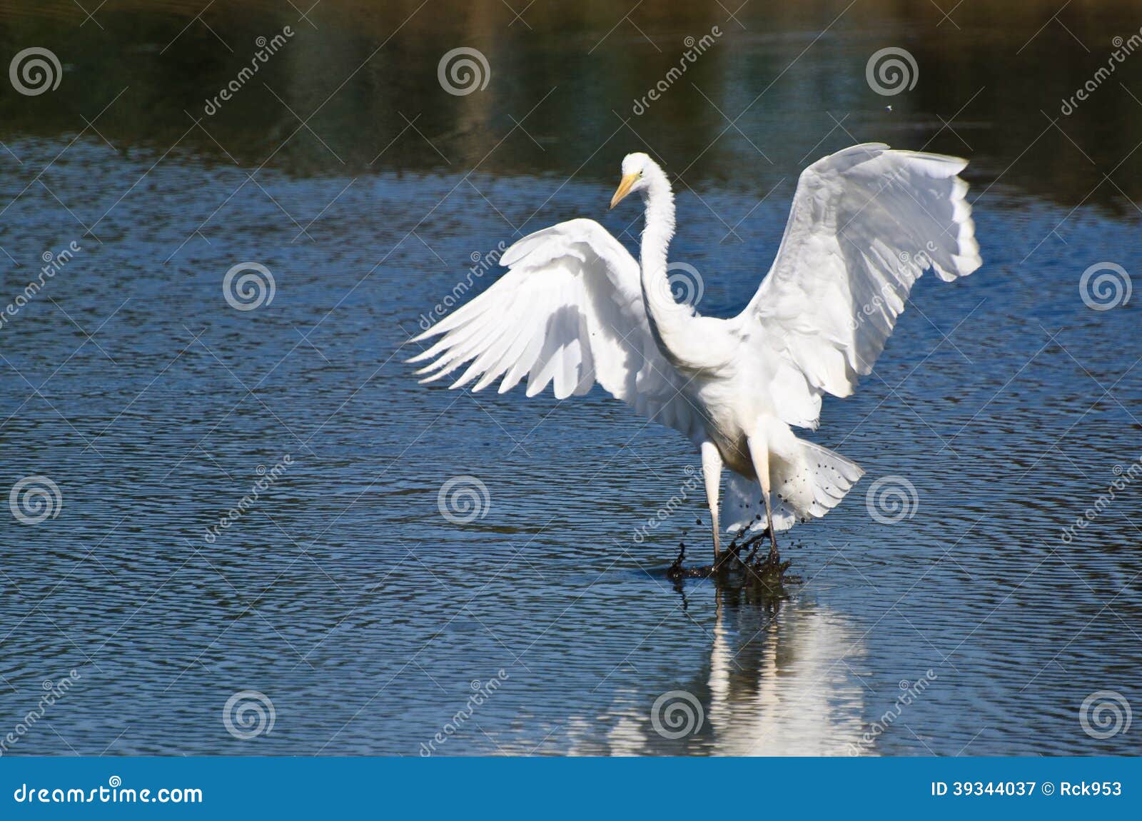 Great Egret Landing in Shallow Water Stock Image - Image of wildlife ...