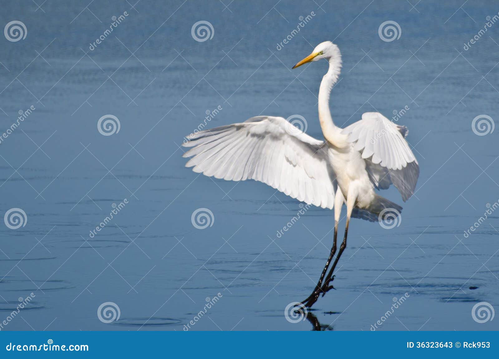Great Egret Landing in Shallow Water Stock Image - Image of flying ...