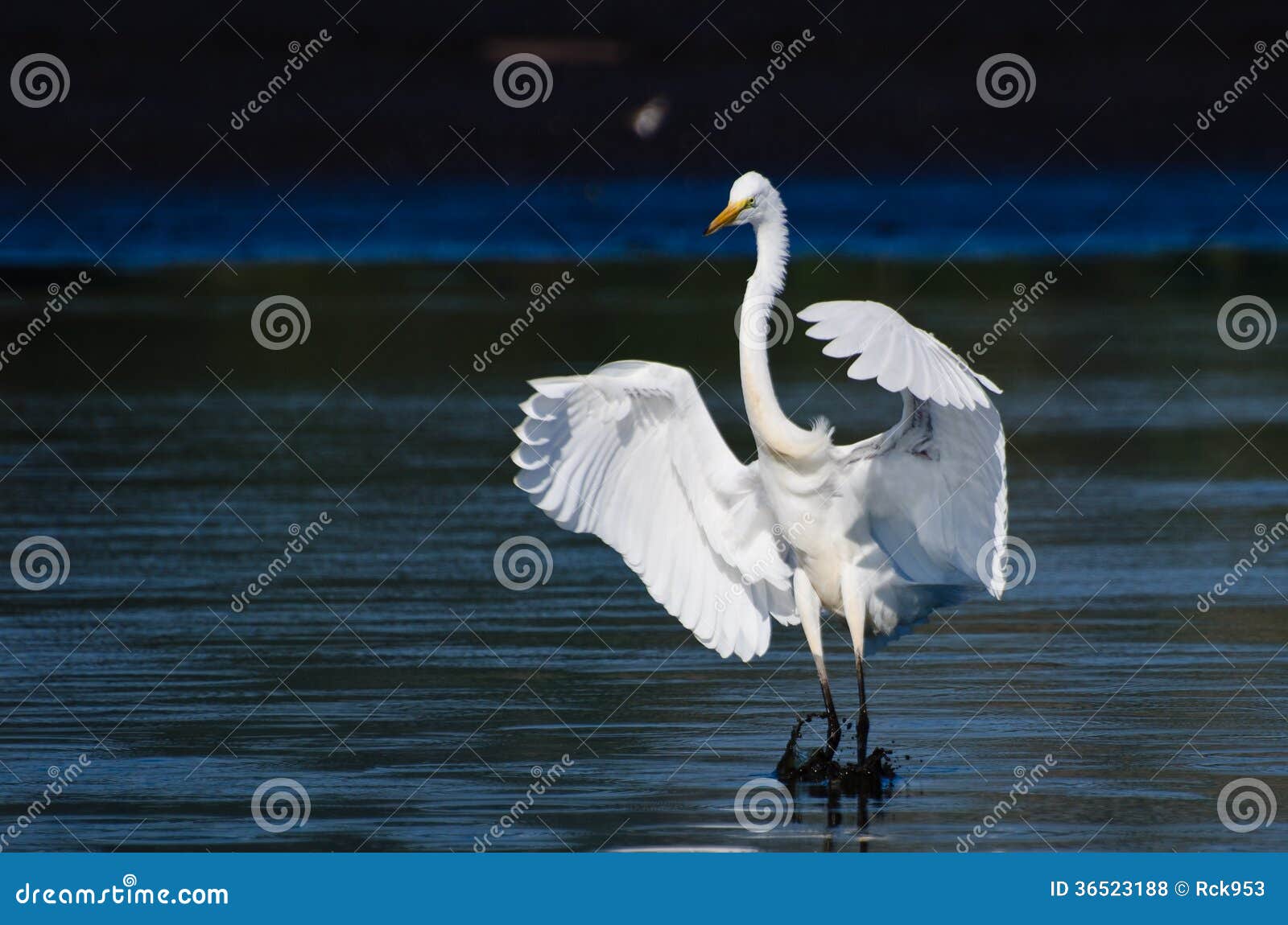 Great Egret Landing in Shallow Water Stock Photo - Image of landing ...