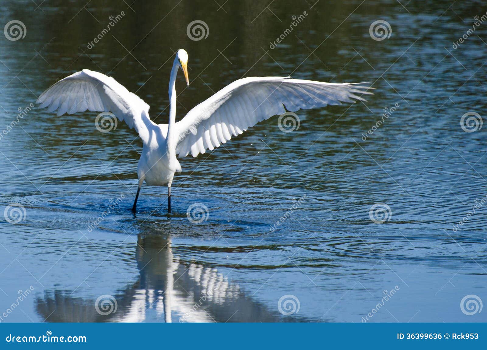 Great Egret Landing in Shallow Water Stock Photo - Image of yellow ...