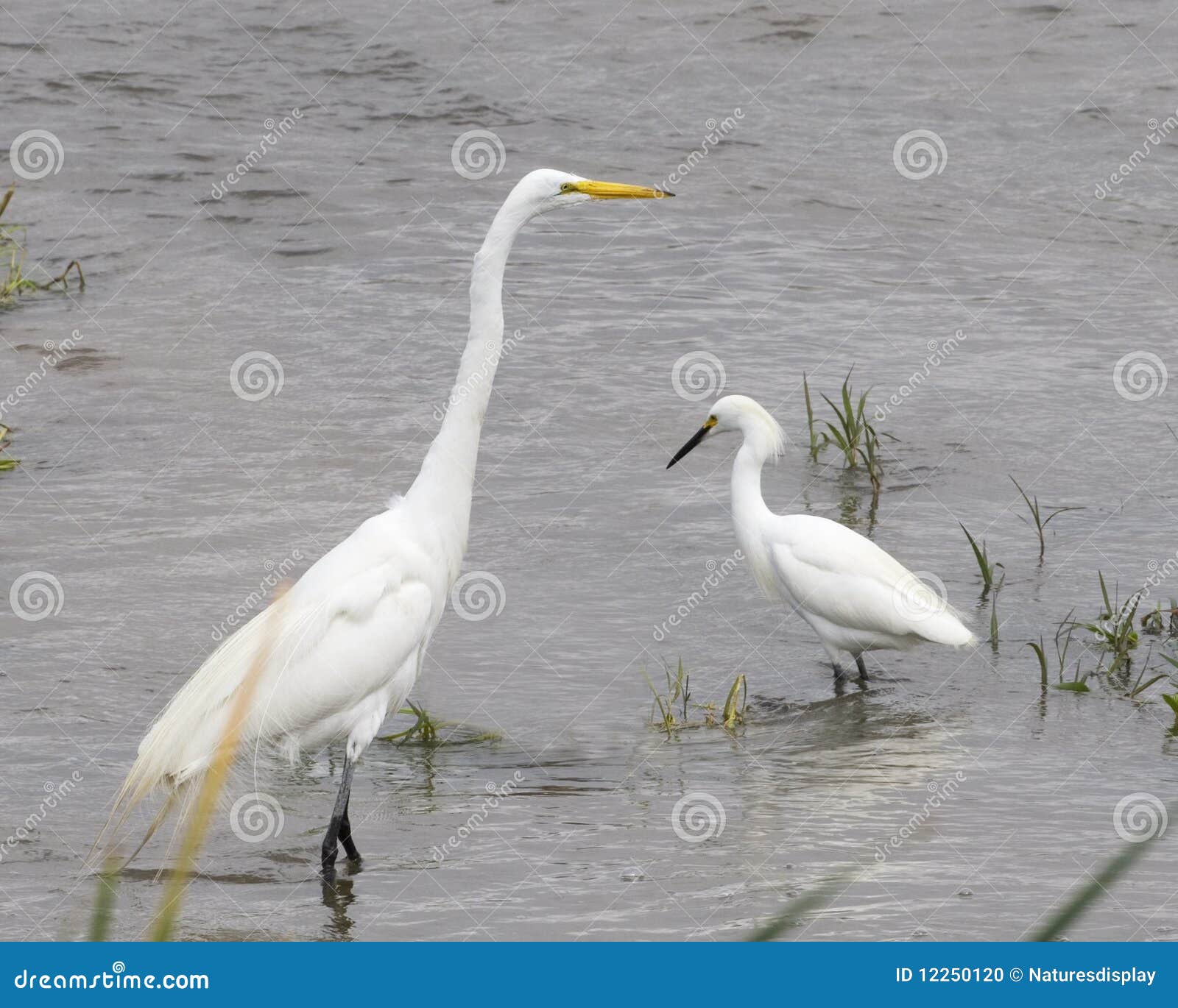 Great Egret and Little Egret Stock Photo - Image of nature, bird: 12250120