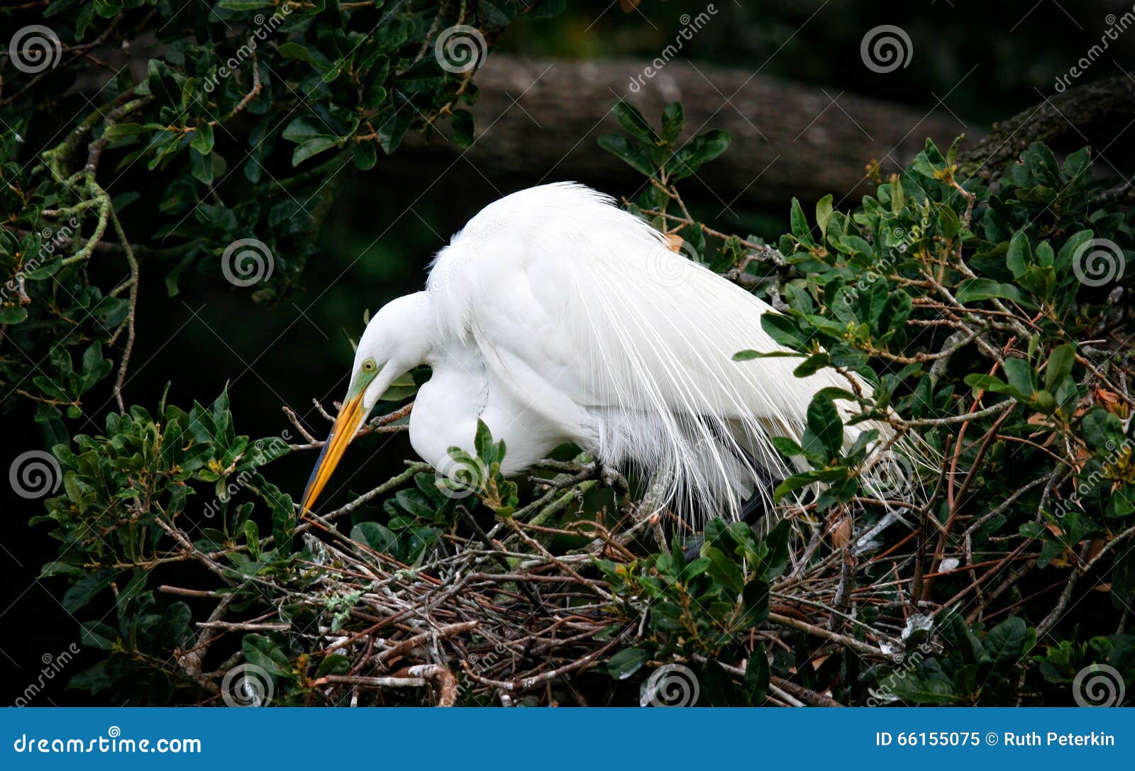 Great Egret stock image. Image of florida, twigs, tree - 66155075