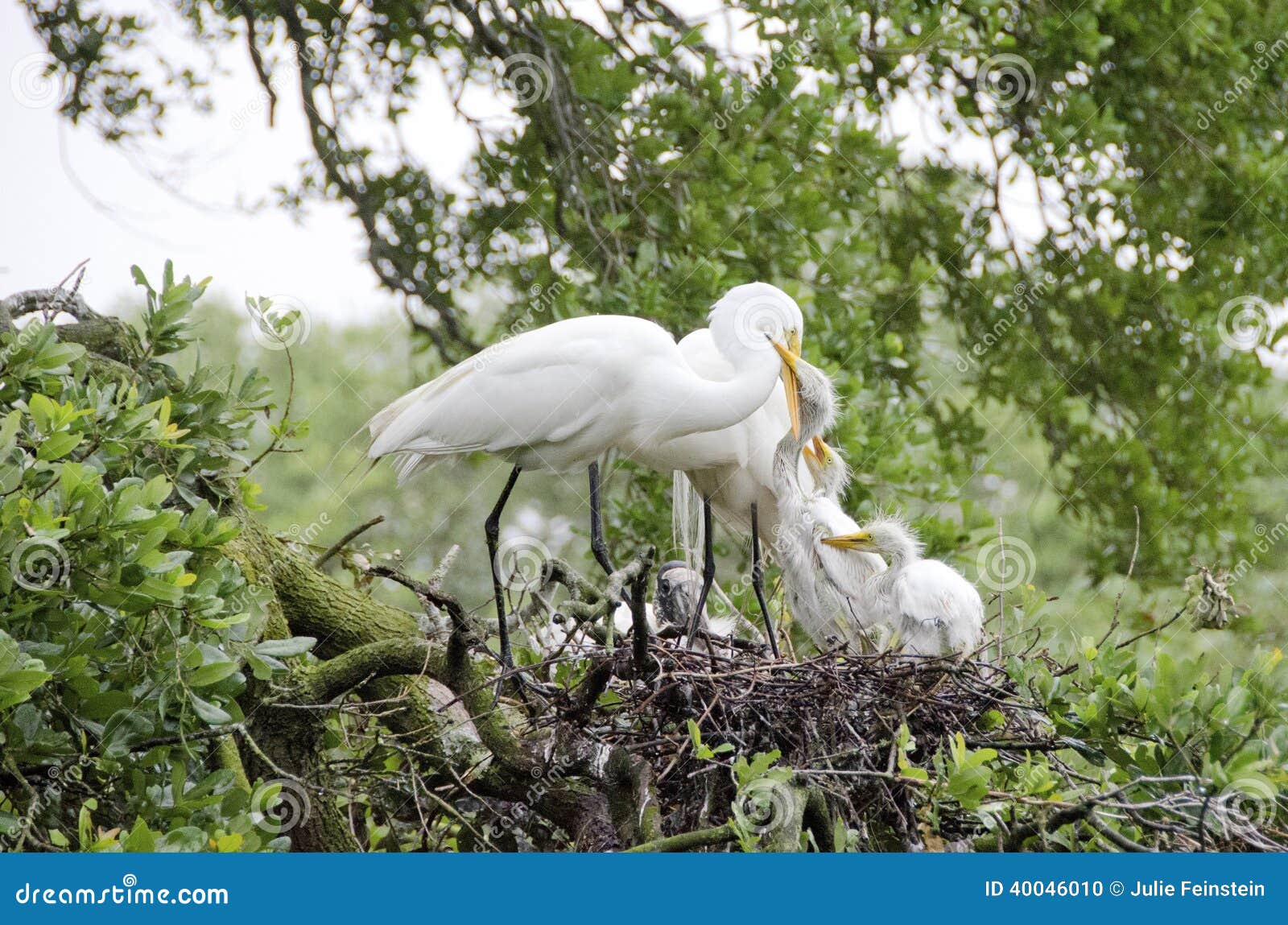 Great Egret Nest stock photo. Image of chicks, parental - 40046010