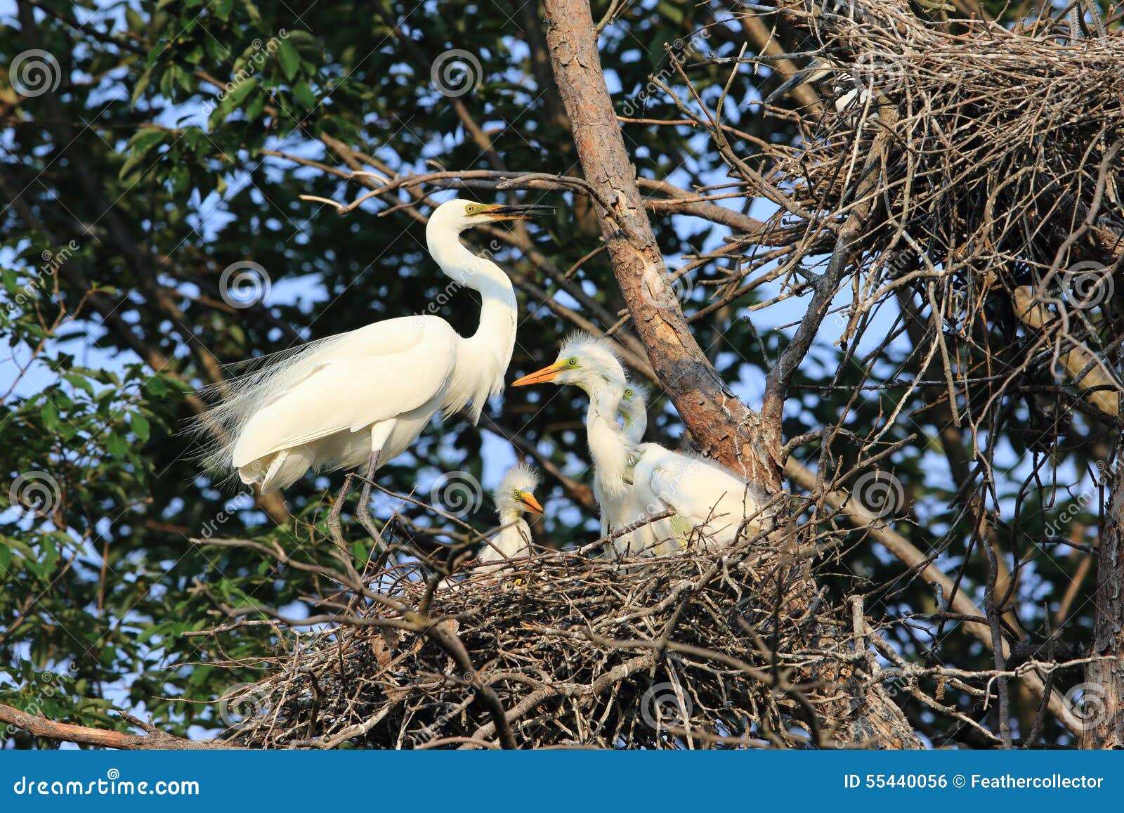 Great Egret nesting stock photo. Image of tick, asia - 55440056