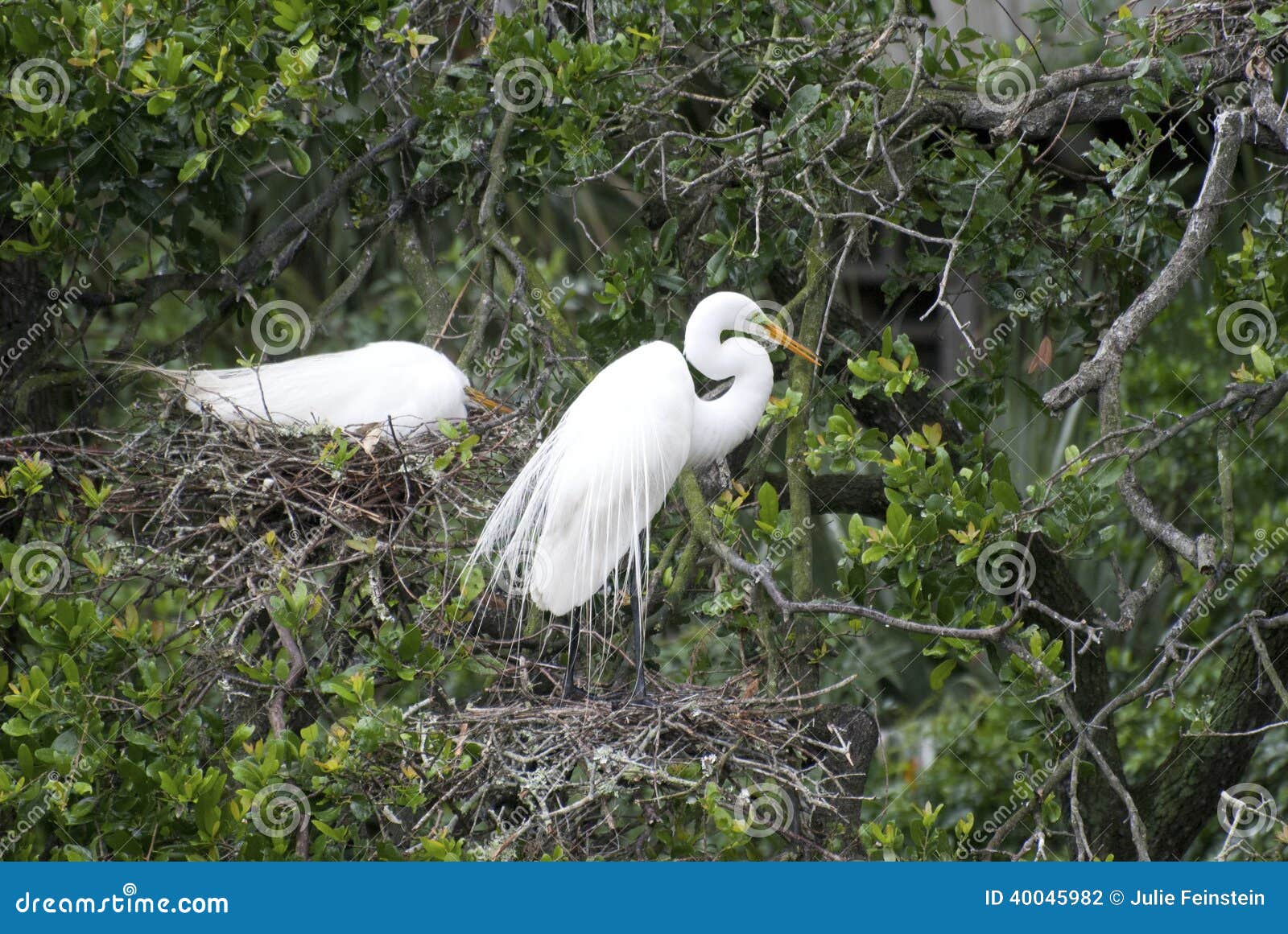 Great Egret Nests stock photo. Image of egrets, nest - 40045982