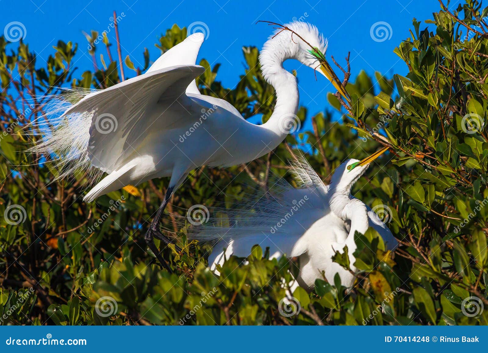 Great Egret Pair stock photo. Image of bill, mates, beak - 70414248