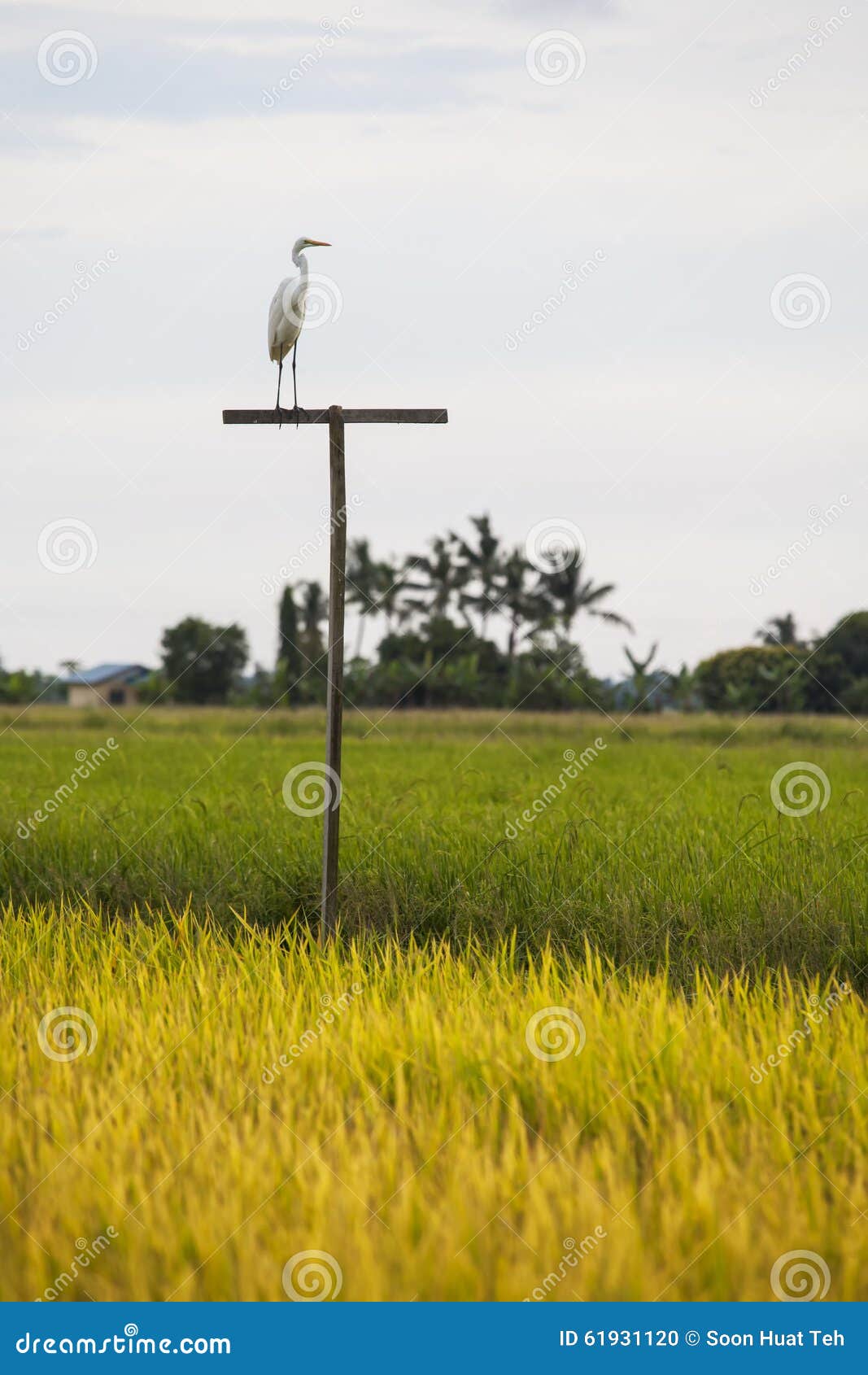 Great Egret. stock photo. Image of colorful, eyes, malaysia - 61931120
