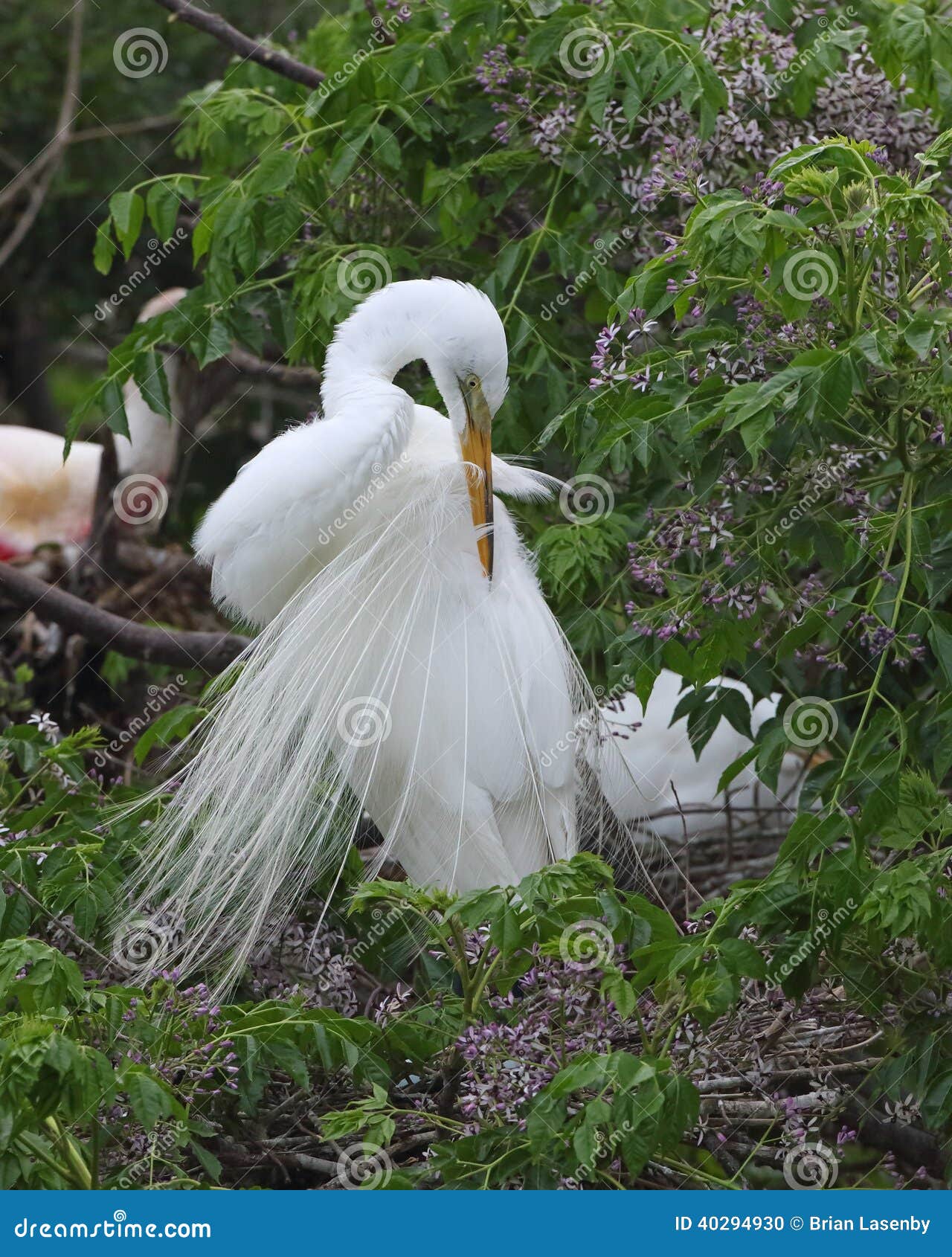 Great Egret Preening Its Feathers Stock Photo - Image of south, egret ...