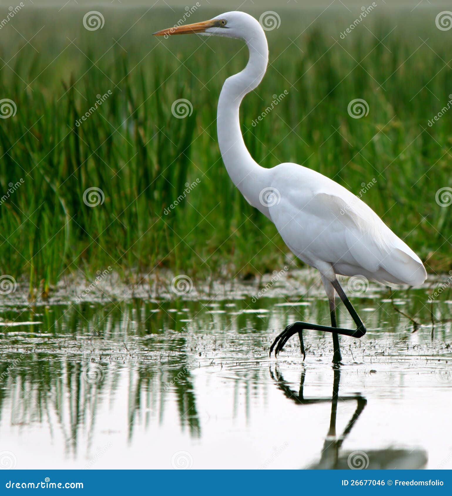 Great Egret in Shallow Water Stock Photo - Image of grassland, india ...