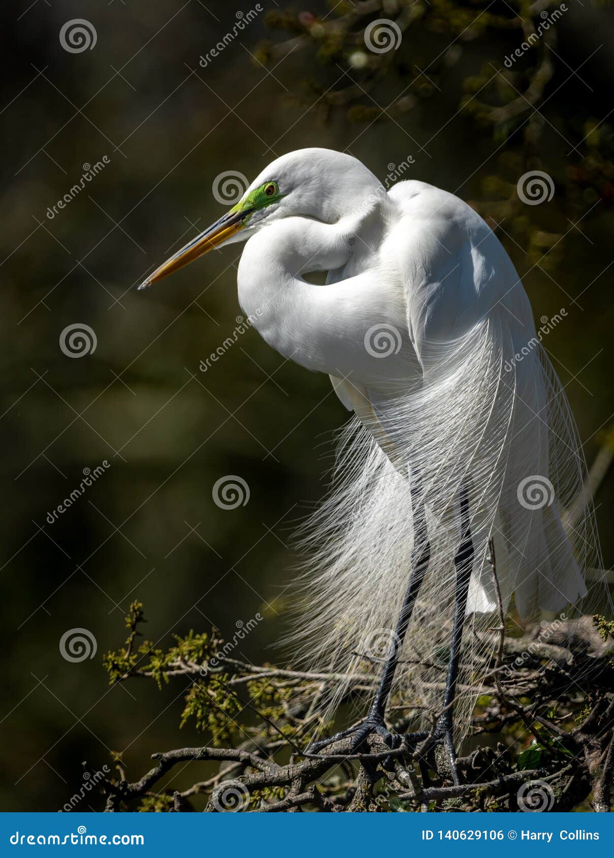 Great Egret in Florida stock photo. Image of small, green - 140629106