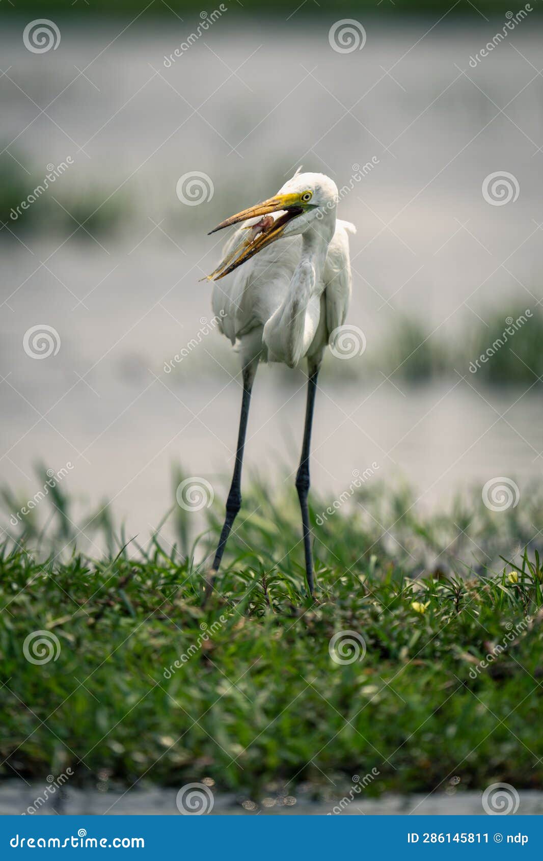 Great Egret Standing with Fish in Beak Stock Image - Image of standing ...