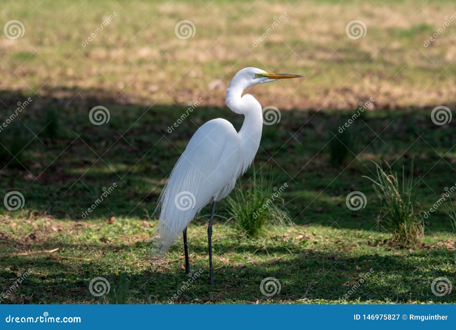A Great Egret Standing in the Grass in the Shade Stock Image - Image of ...