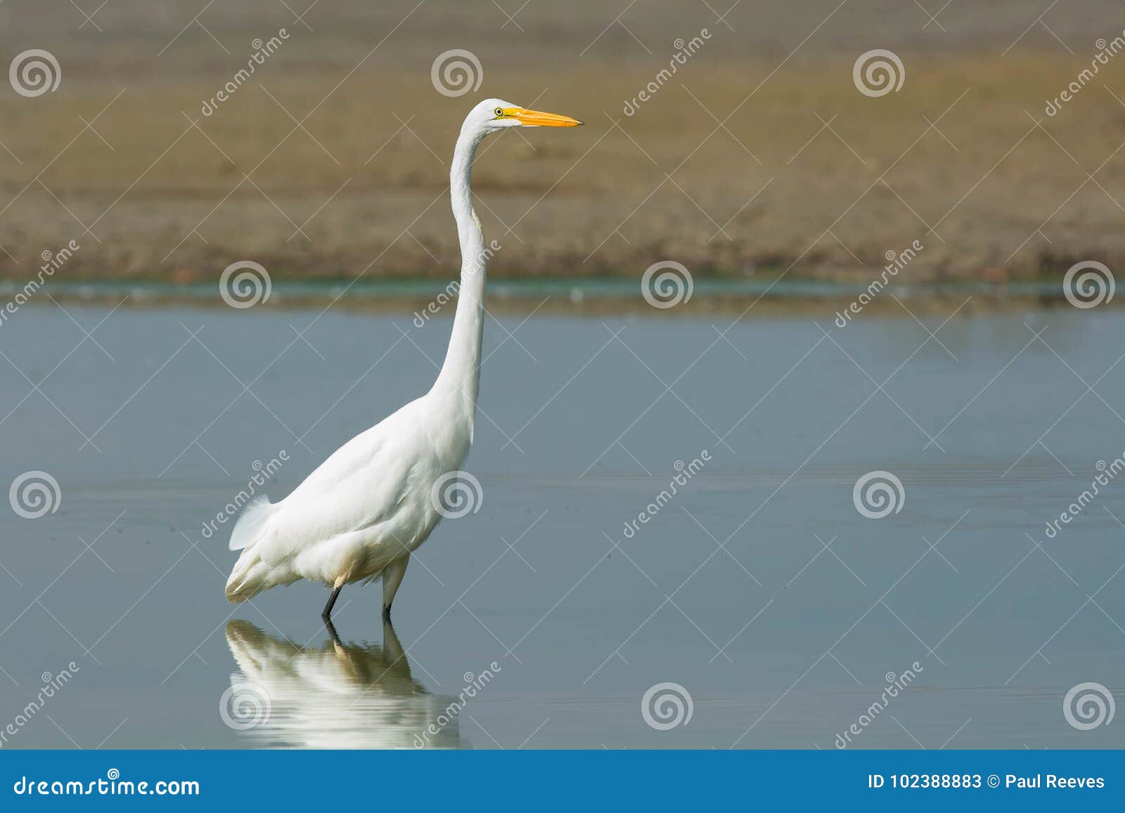 Great Egret - Ardea alba stock image. Image of environmental - 102388883