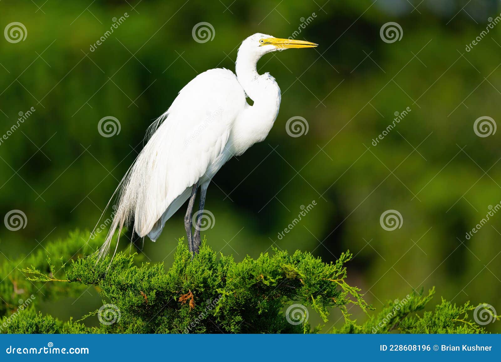 Great Egret Standing at a Tree Top Stock Photo - Image of avian, tree ...
