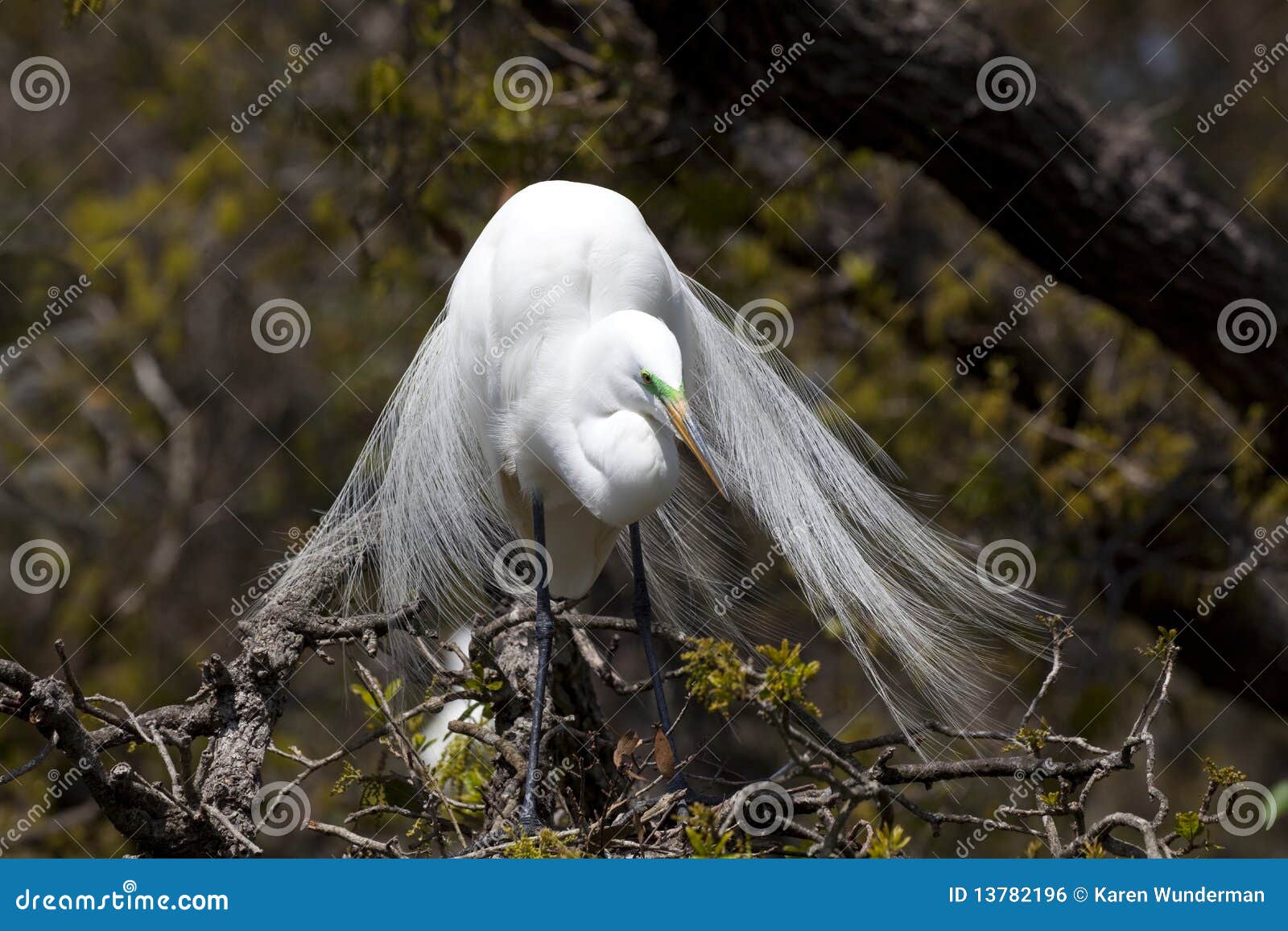 Great Egret in Tree Facing Front Stock Photo - Image of florida, spring ...