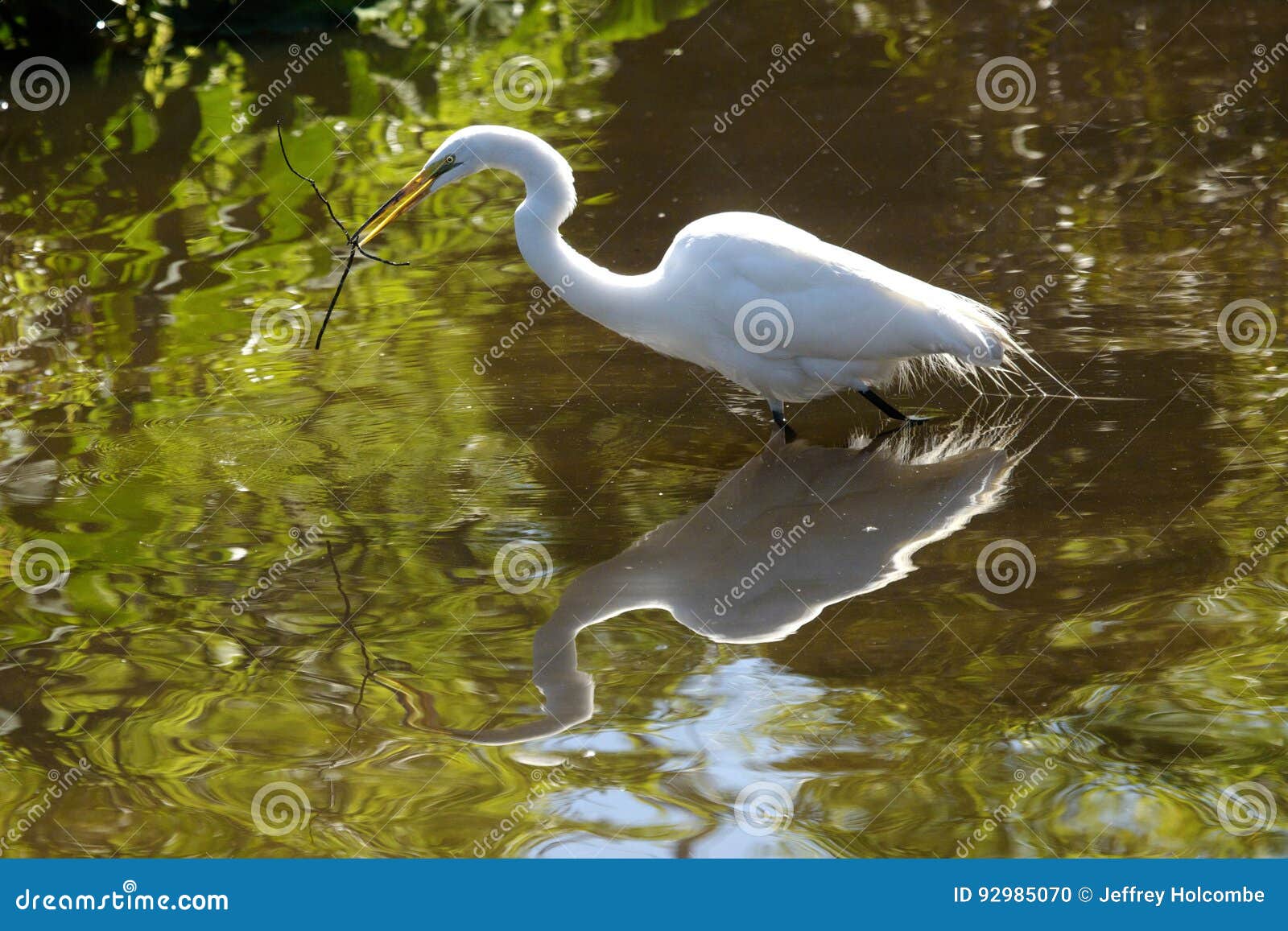 Wading Bird Facing Left Stock Photos - Free & Royalty-Free Stock Photos ...
