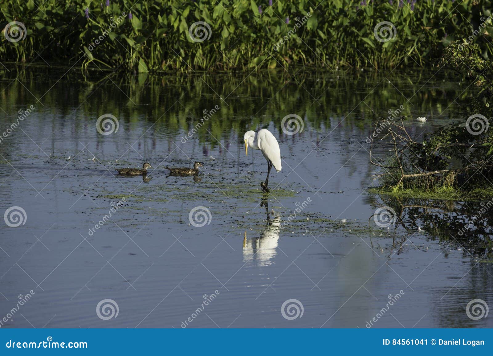 Great Egret Wood Duck stock image. Image of massachusetts - 84561041