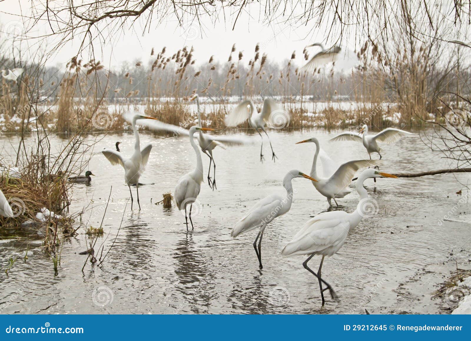 Great egrets stock image. Image of outdoor, wild, water - 29212645