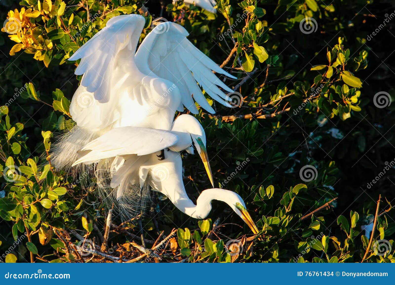 Great egrets mating stock photo. Image of egret, mating - 76761434