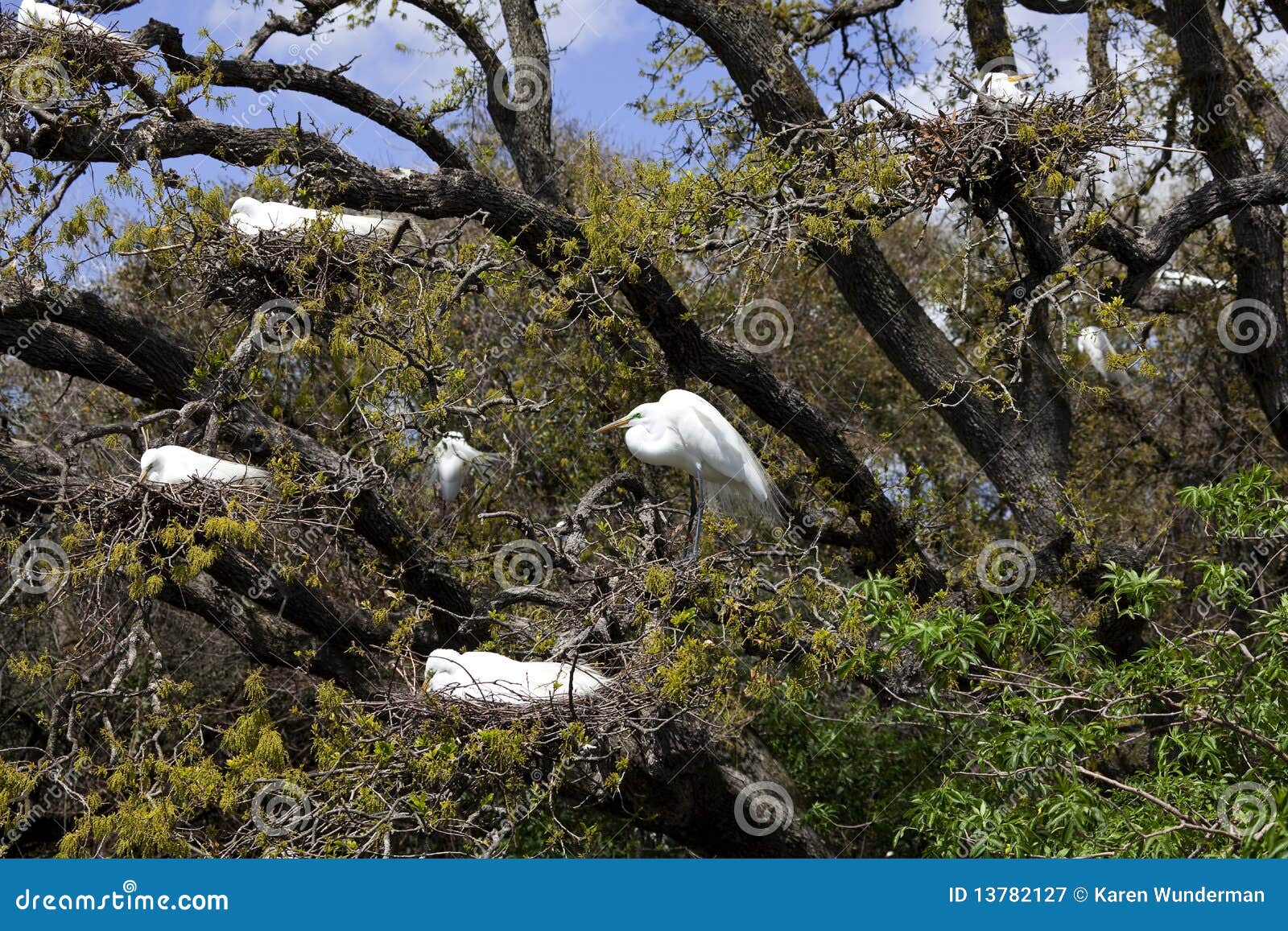 Great Egrets Nesting in Tree Stock Image - Image of spring, white: 13782127
