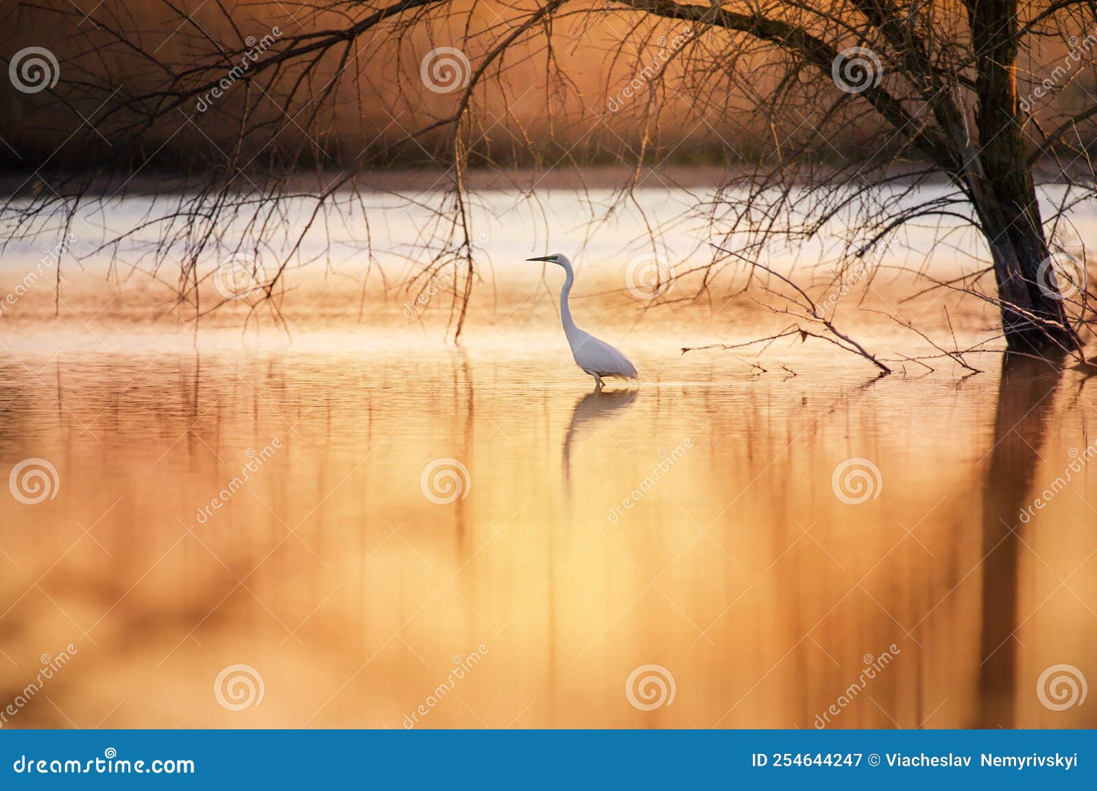 Great Egrets at Sunrise Time Stock Image - Image of river, egretta ...