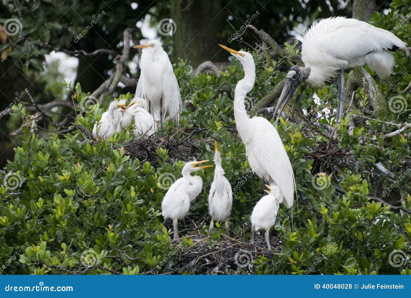 Great Egrets and Wood Stork Stock Photo - Image of great, egret: 40048028