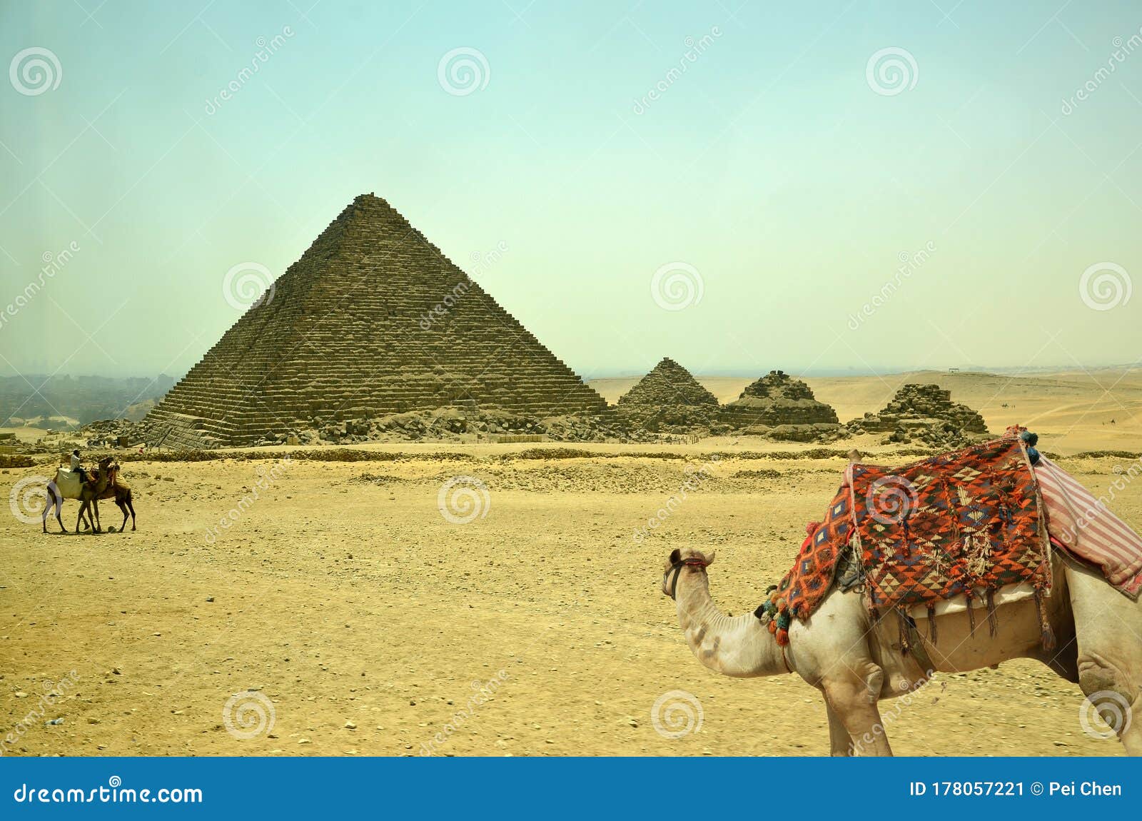 The Great Egyptian Pyramid and the White Camel Stock Image - Image of ...