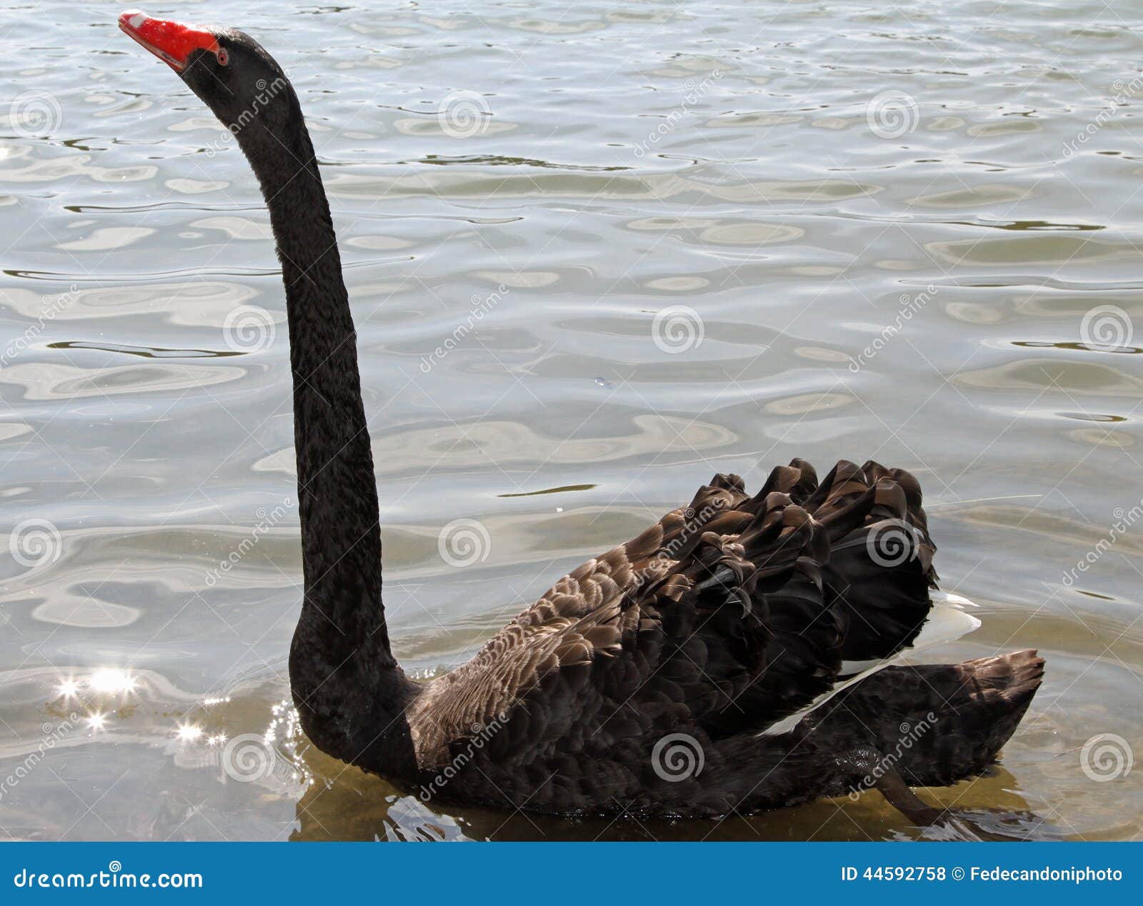 Great Elegant Black Swan with the Long Neck in the Pond Stock Photo ...